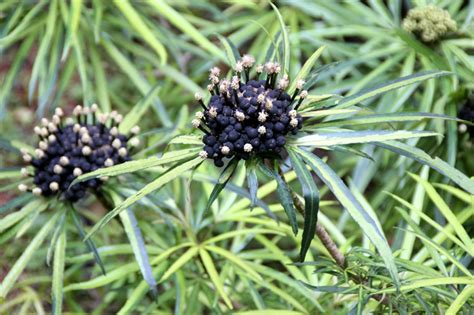 Osmoxylon Lineare Cultivated Eflora Of India
