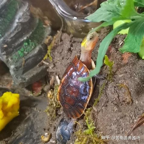 黄缘闭壳龟新手容易上手好养吗？ 知乎
