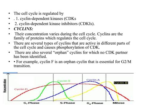 Cell Cycle And Its Regulation Pptx
