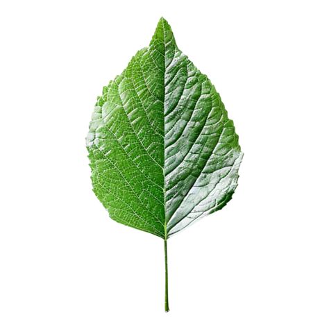 Vibrant Foliage With Detailed Leaf Patterns Captured 47649548 Png