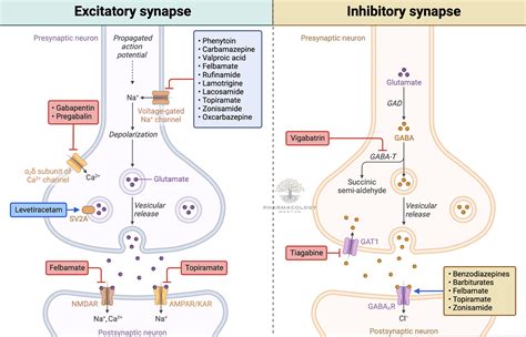 Antiepileptic Drugs Pharmacology Mentor
