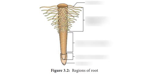 Regions Of Root Labeling Test 2 Diagram Quizlet