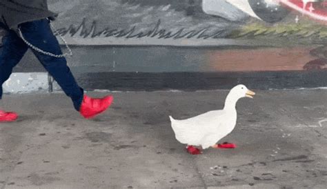 Duck Walk  Duck Walk Discover And Share S