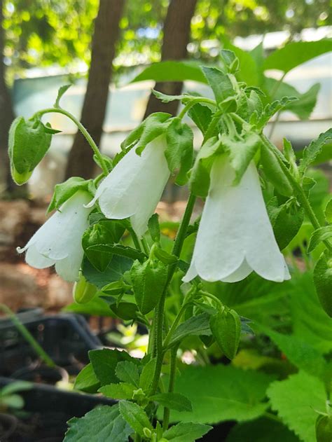 Symphyandra Pendula Vrtlarija Kalići Katalog