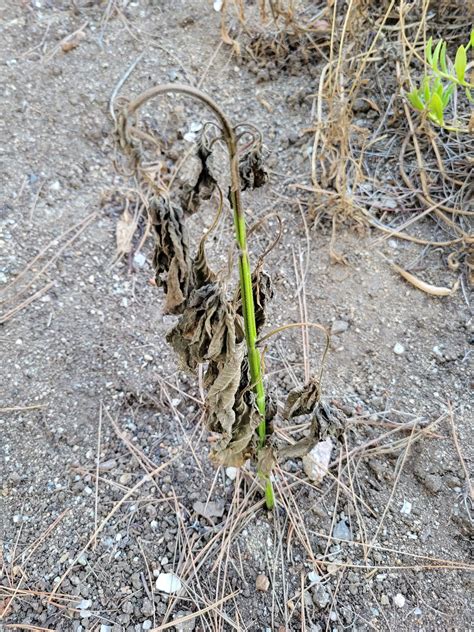 인철 칠십노인 미국 살아보기 1 깻잎 키우기 도전 안녕하세요 이제 어느덧 미국 온지도 6개월이 넘어갑니다 평소 뜰이 있다면 깻잎을 직접 길러 먹어보고픈 소망이