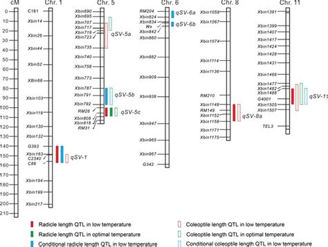 Map Positions Of Quantitative Trait Loci For Seed Vigor Length Of Bar