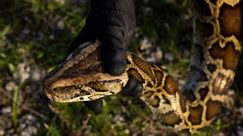 Watch Whole Alligator Found Inside 18 Foot Burmese Python