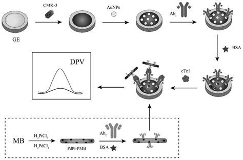 Immunosensor For Detecting Cardiac Troponin I As Well As Preparation