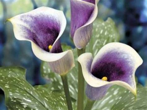 16 Best Calla Lily Colors Images On Pinterest Calla Lily Colors