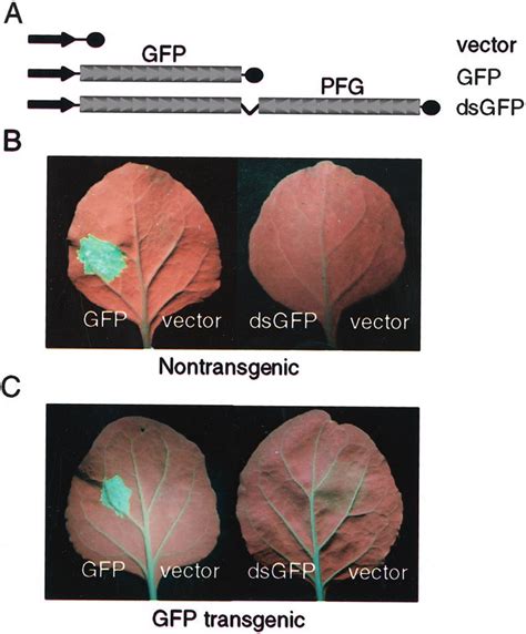 Agrobacterium Mediated Transient Expression In N Benthamiana Leaves