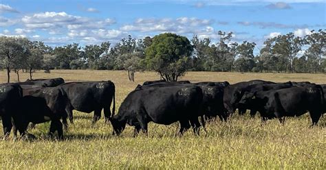 Fairview Black Simmental Stud Is Focusing On Its Females The Land Nsw