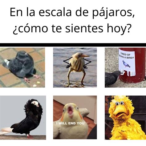 Top Memes De Pajaro En Español Memedroid