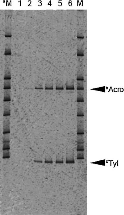 Typical Dgge Banding Patterns Of A Set Of Products By Download