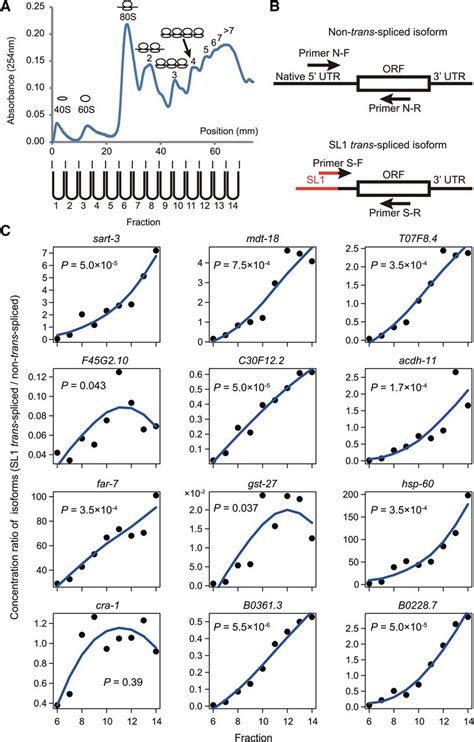 Trans Splicing Enhances Translational Efficiency In C Elegans