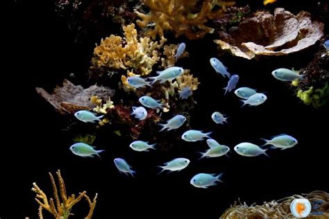 Fish Swimming Vertically The Exact Answer You Sought