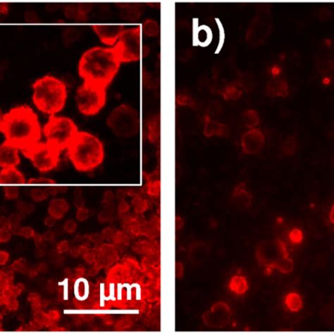 a sem and b fluorescent micrograph of the pcl f127 vesicles