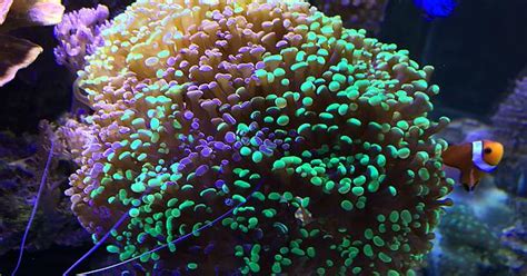 Neon Branching Torch Coral Imgur