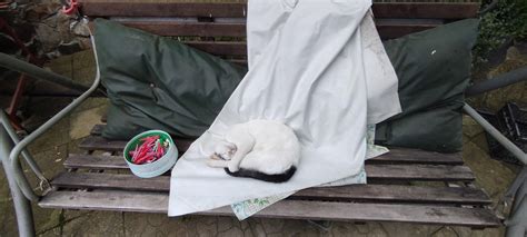 Prea Somnoros Sa Mi Ureze La Multi Ani R Roaww