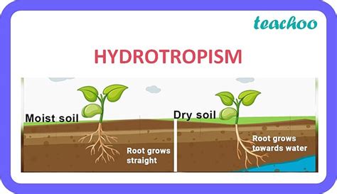Tropic Movements Types Examples [with Images] Teachoo Class 10