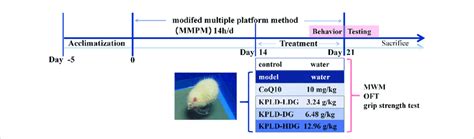 Experimental Procedure And Drug Administration Method Download