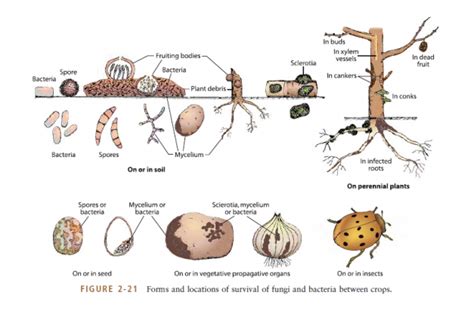 Overseasoning Of Pathogens Plantlet