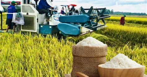 Giá Lúa Gạo Hôm Nay Ngày 48 Gạo Biến động Nhẹ Lúa Chững Giá