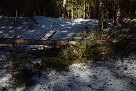 화창한 봄 날에 타이가 숲 길을 가로 질러 누워 깨진 소나무 0명에 대한 스톡 사진 및 기타 이미지 0명 계절 깨짐 Istock