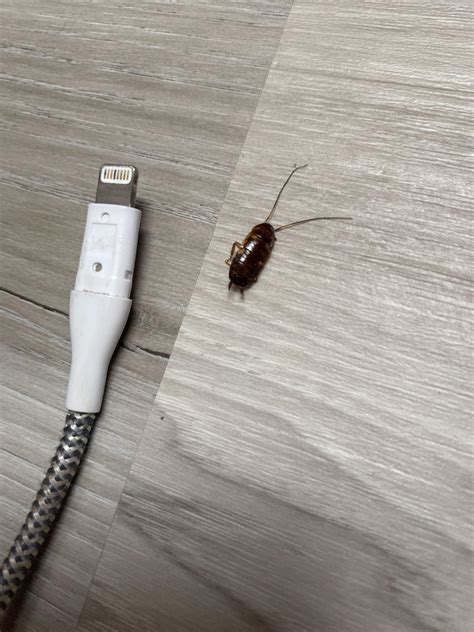 What Kind Of Cockroach Is This Eastern Nc Rwhatsthisbug