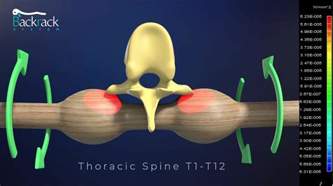 What Causes Thoracic Back Pain Spinal Backrack