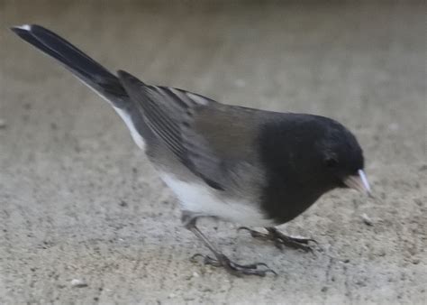 Cassiar Junco From Silo Ct Anderson Ca 96007 Usa On March 6 2022 At