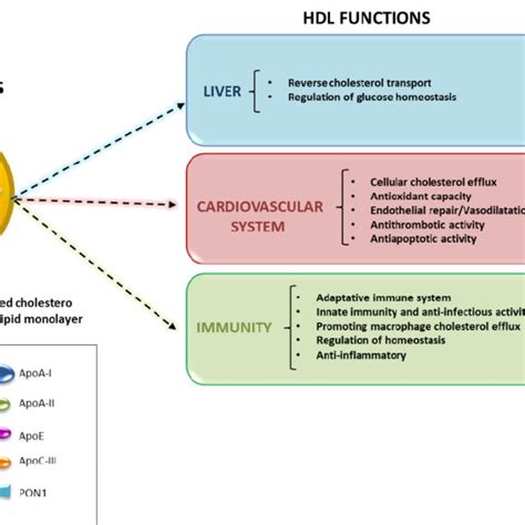 hdl main constituents and hdl related functions in different cellular