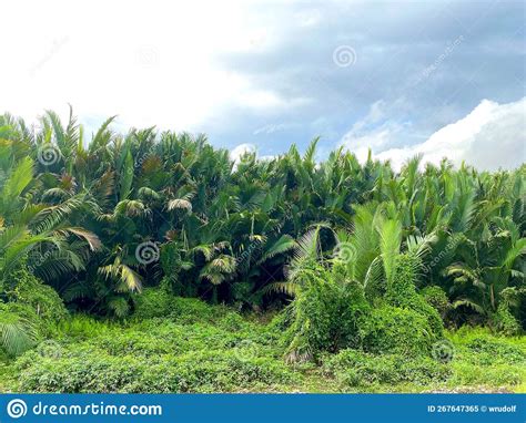 Nypa Fruticans Wurmb Is A Type Of Palm Plant That Usually Grows Near Rivers Or Water Stock Image