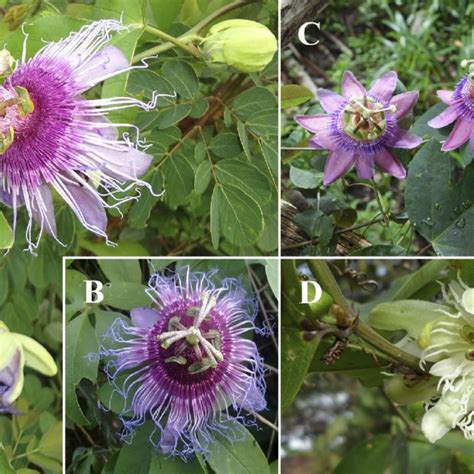 Pdf New Records Of Passiflora L Passifloraceae Species From