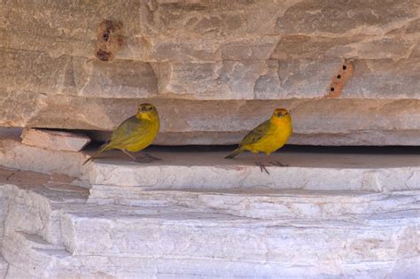사프란 핀치라고 불리는 노란 깃털을 가진 새 몇 마리가 돌 석판 의 그림자에 자리잡고 있었다 0명에 대한 스톡 사진 및 기타 이미지 Istock