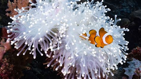 When Hippos ‘fly Scientists Discover That The Giant Creatures Can