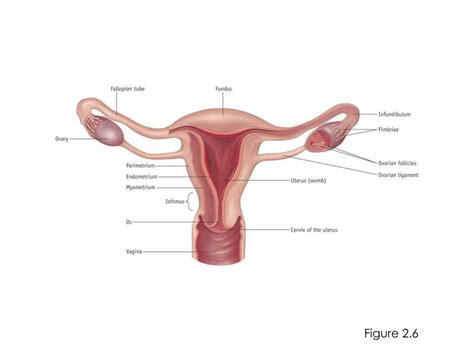 Ppt External Female Sex Organs And Reproductive Structures Powerpoint