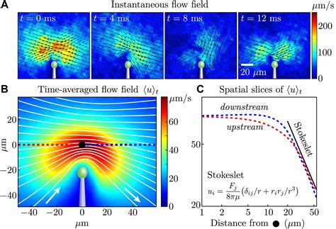 figures and data in flagellar synchronization through direct