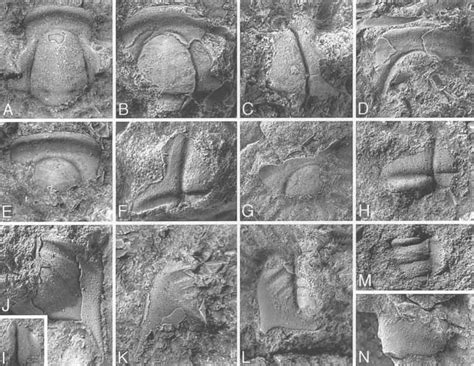 Crepicephalus Species Rabbitkettle Formation Marjuman Oa