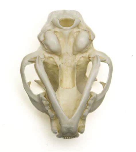Bobcat Skull