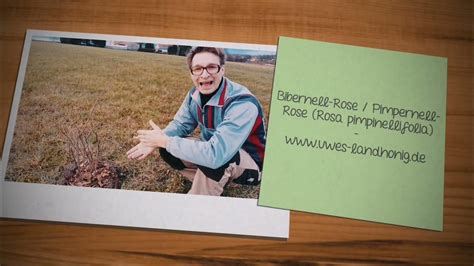 20 Bibernell Rose Pimpernell Rose Youtube