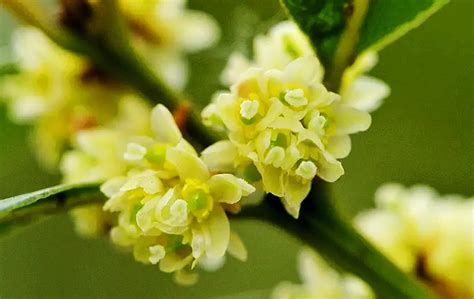 月桂和桂花：你知道它们的区别吗？