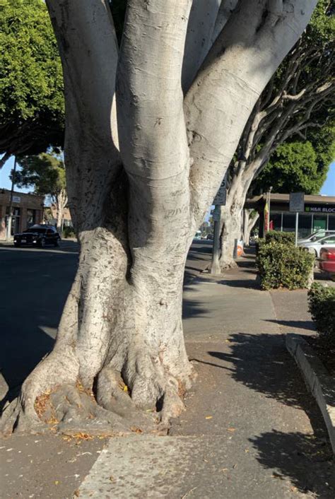 Fate Of Figs Hangs In Balance On Santa Barbaras Eastside The Santa