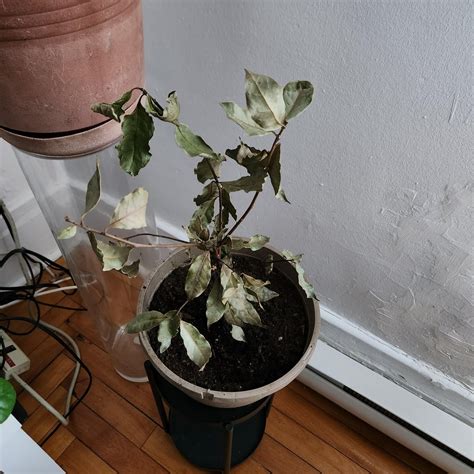 Why Are My Bay Laurel Leaves Drying Rplantclinic