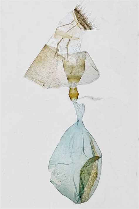 Udea Accolalis Lepiwiki