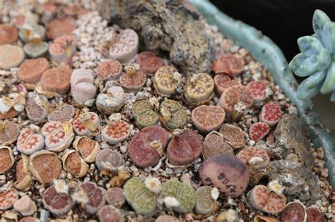 여름 리톱스 키우기 탈피 완료 물주기 조금 네이버 블로그