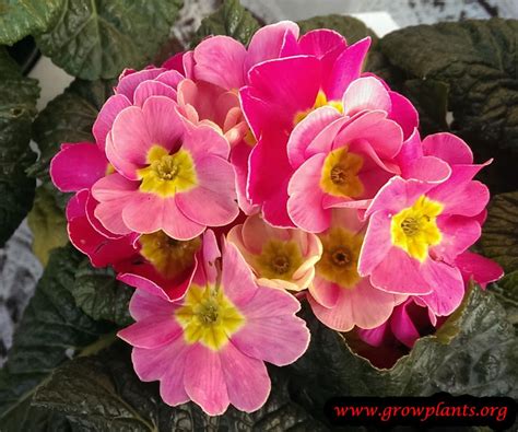 Primula Vulgaris How To Grow Plants