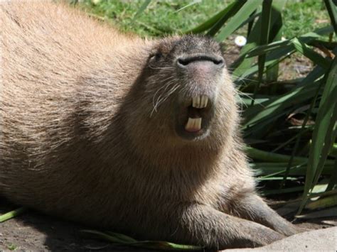 Embracing Capybara
