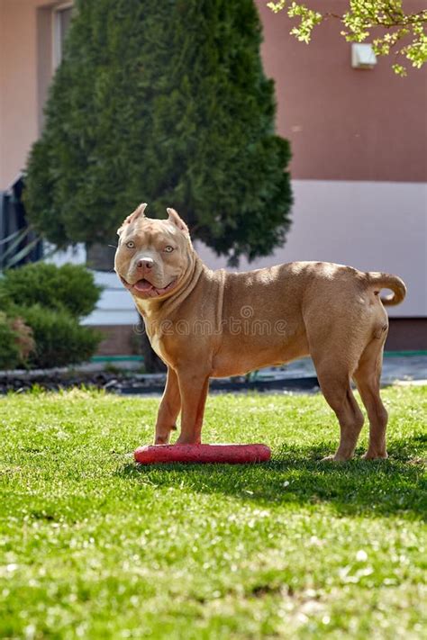 American Bully Dog American Bully Puppy Playing Photo In Motion