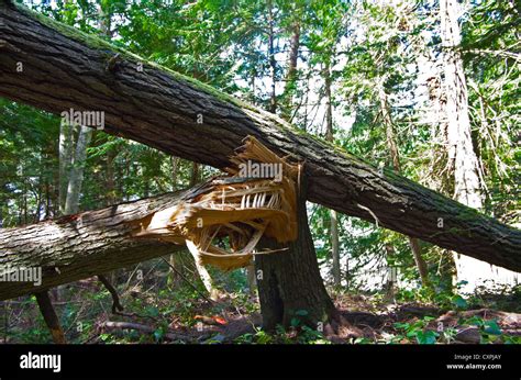 During A Storm One Tree Has Crashed Down On Another Causing It To Break At Point Of Impact Stock