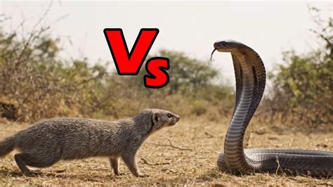 Mongoose Vs King Cobra Who Wins This Deadly Fight Youtube